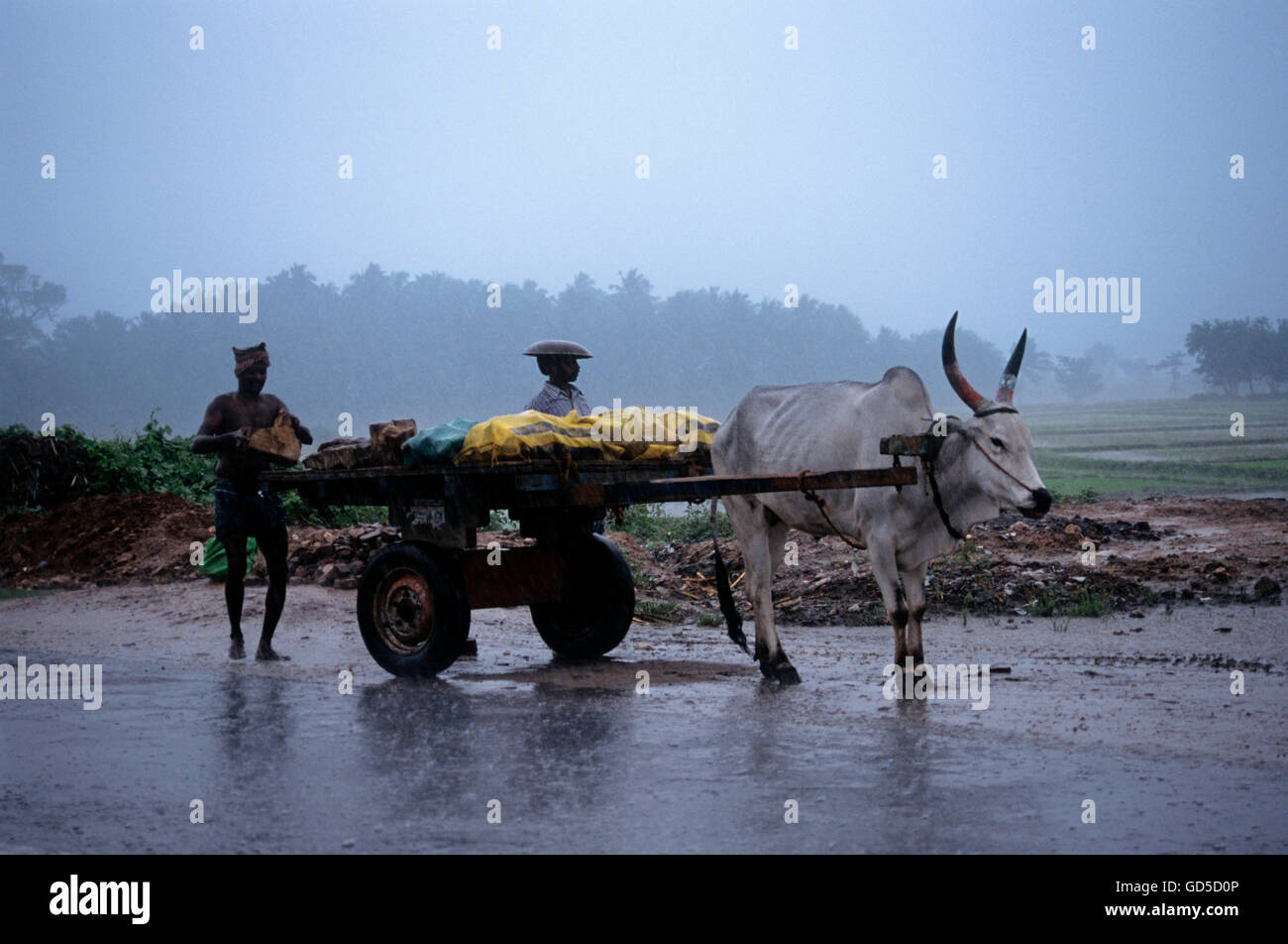 Bullock cart hi-res stock photography and images - Alamy
