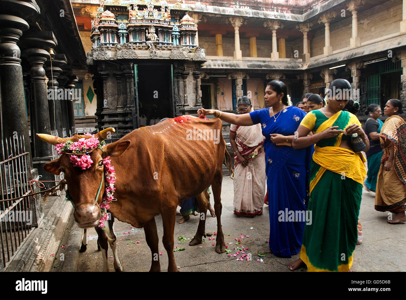 Worship of the cow hi-res stock photography and images - Alamy
