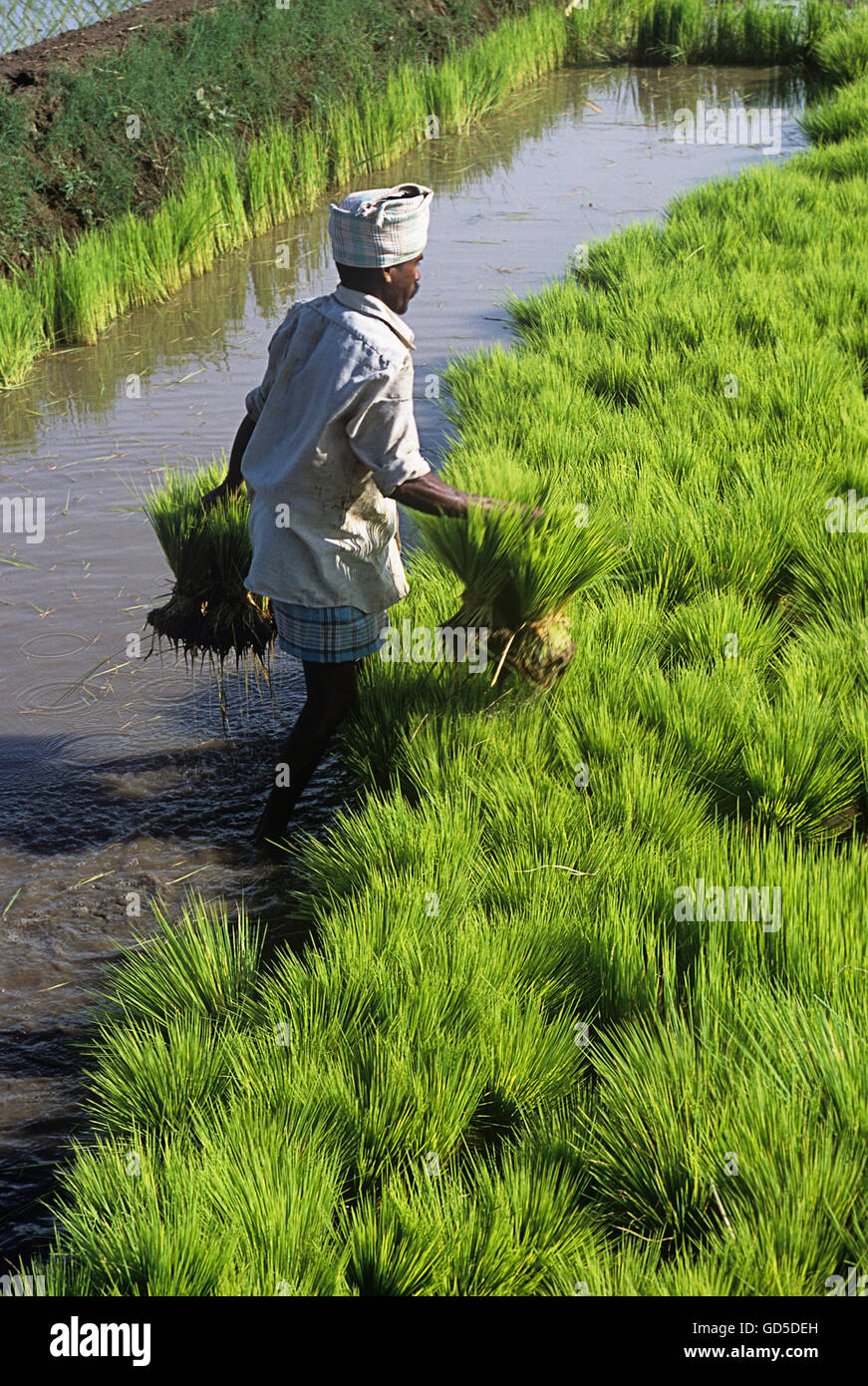 Rice seedlings Stock Photo - Alamy Rice seedlings Stock Photo - Alamy