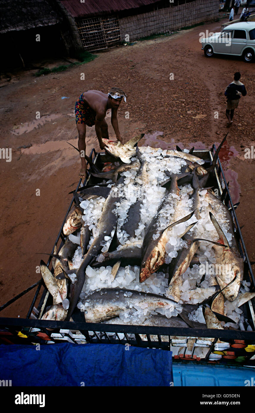 India shark fishing hi-res stock photography and images - Alamy