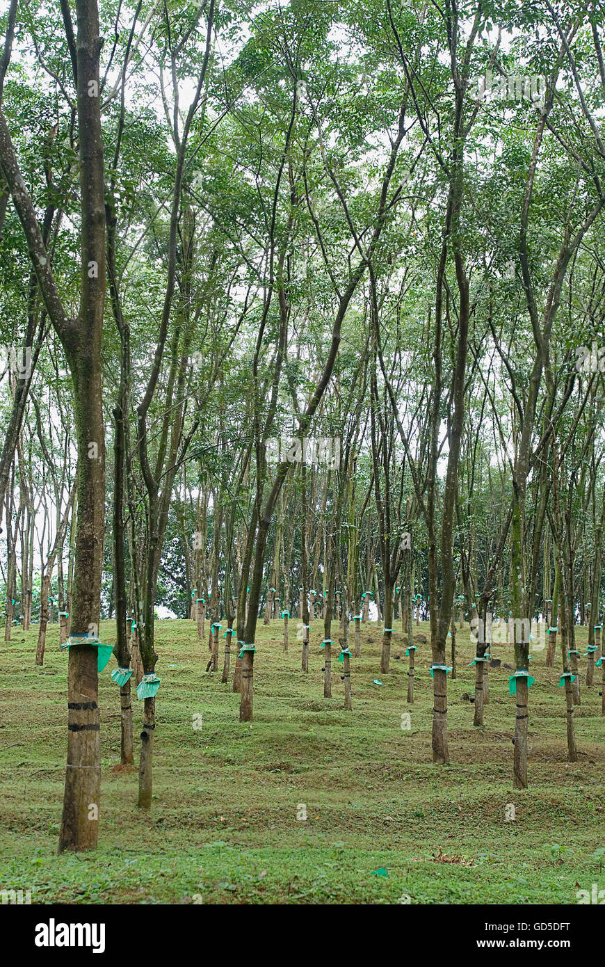 Kerala rubber trees hi-res stock photography and images - Alamy