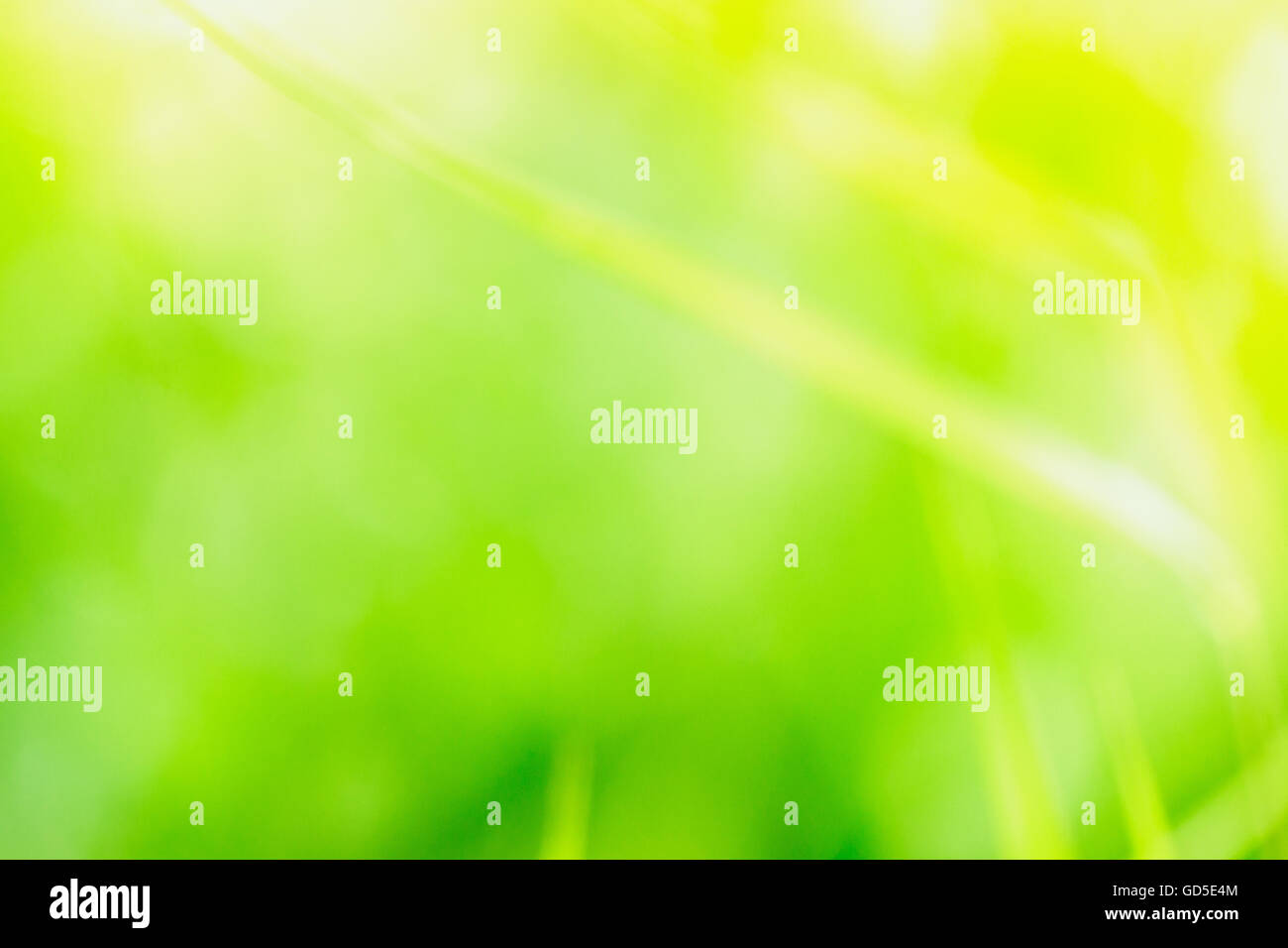 Green blurred background Stock Photo - Alamy