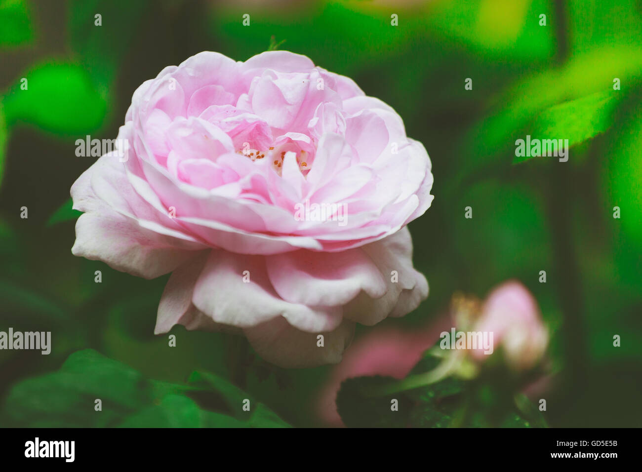 Purple rose wallpaper hi-res stock photography and images - Alamy