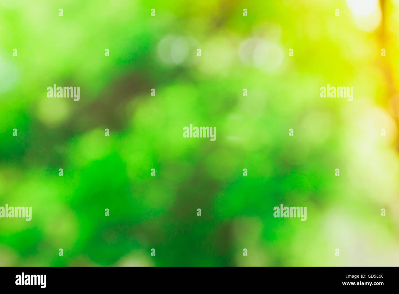 Nature with bokeh Stock Photo - Alamy