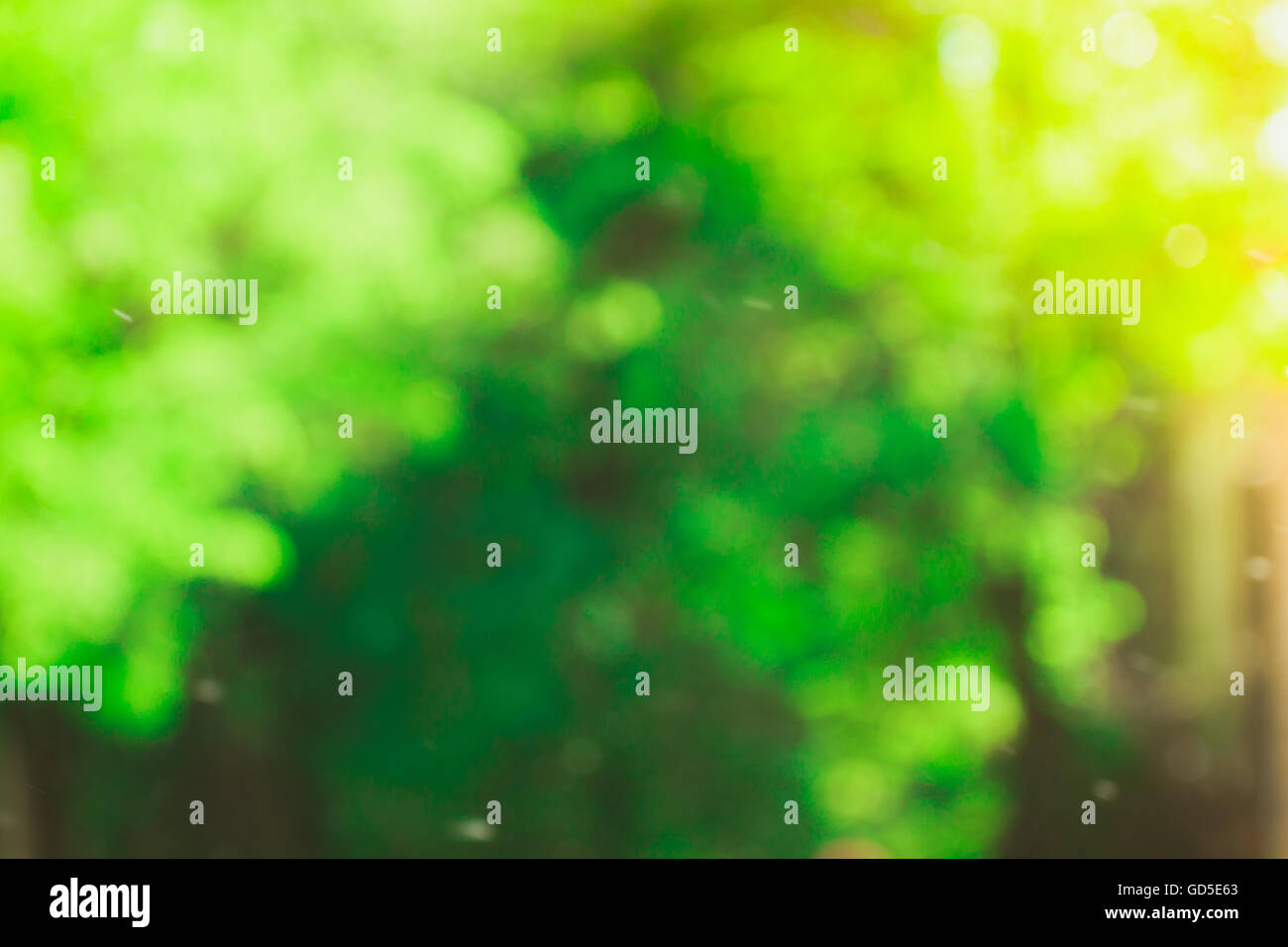 Nature with bokeh Stock Photo - Alamy