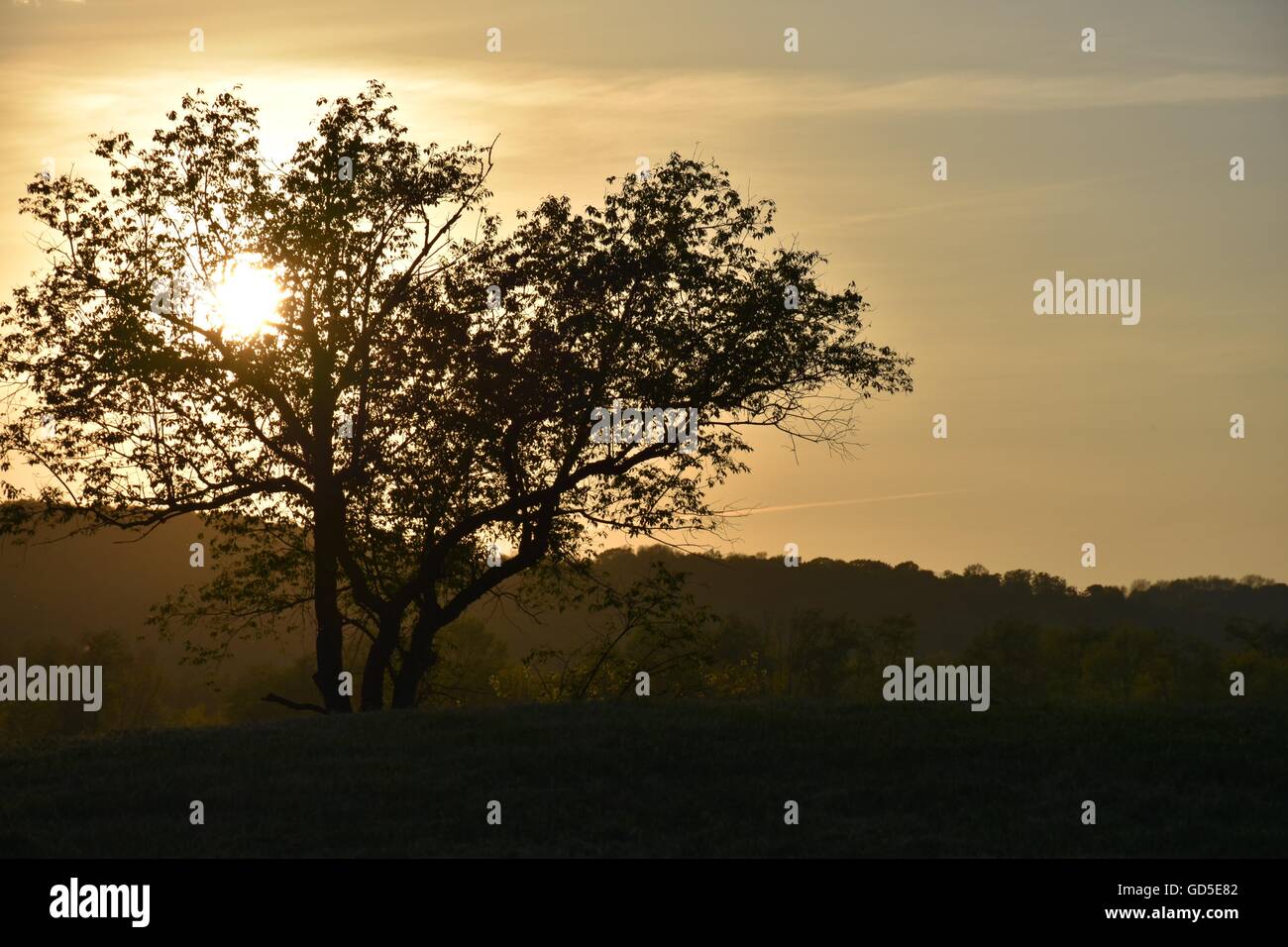 Sunset behind tree Stock Photo - Alamy