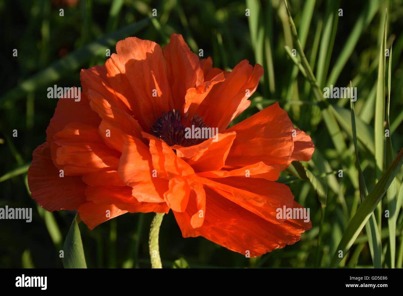 Red poppy flower close up Stock Photo - Alamy