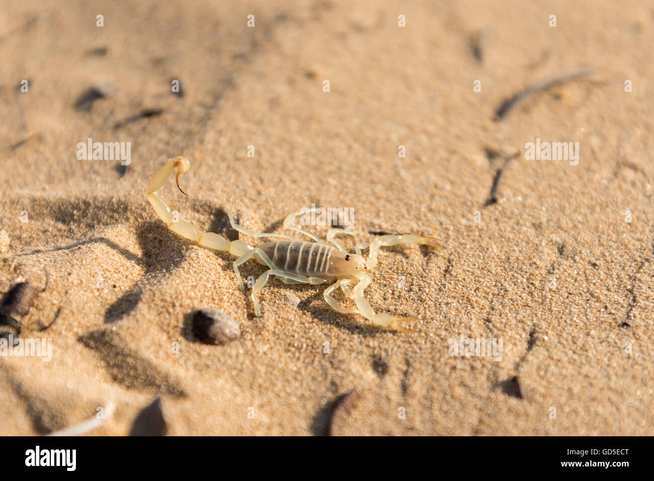 Buthidae scorpions hi-res stock photography and images - Alamy