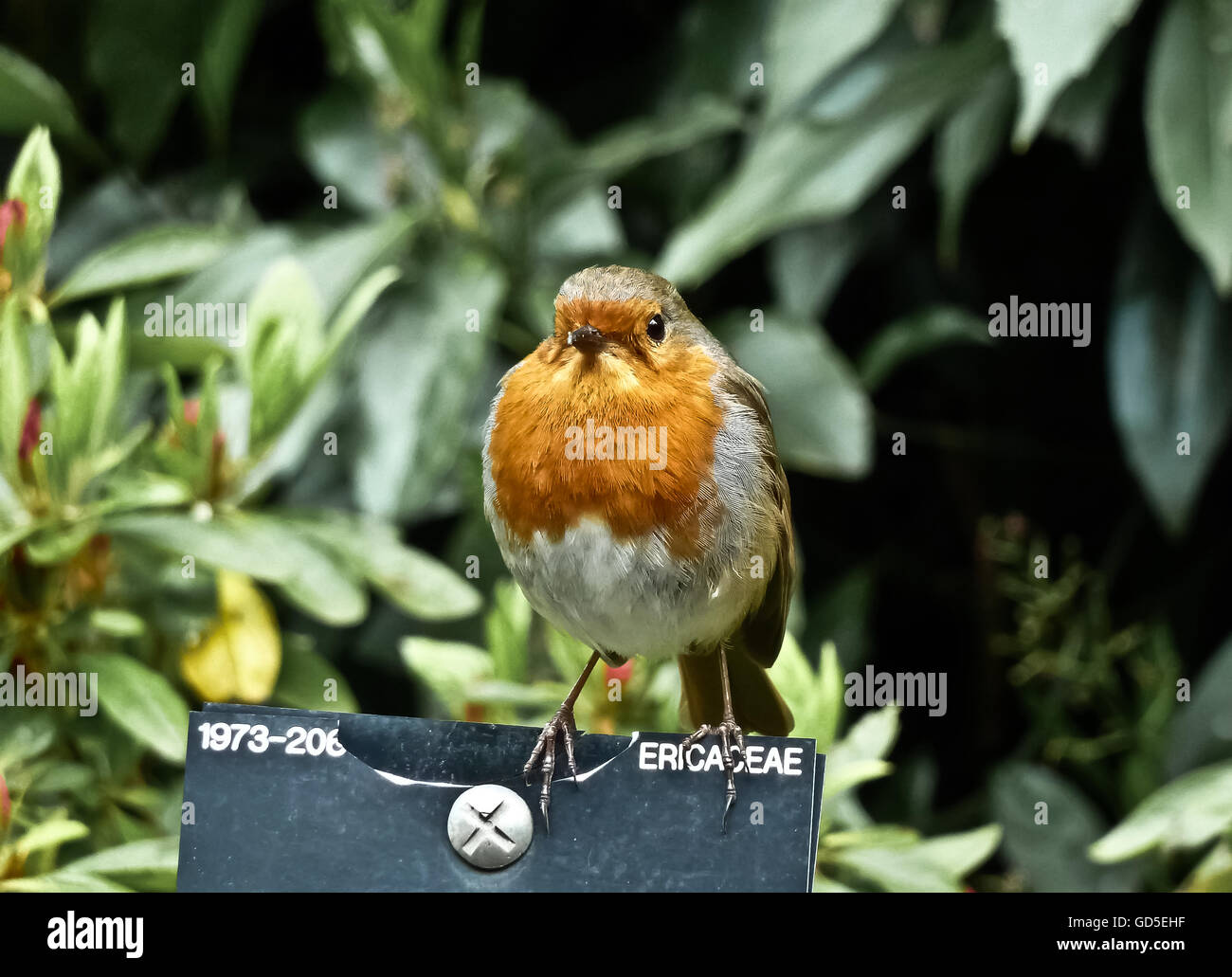 Robin fauna hi-res stock photography and images - Alamy