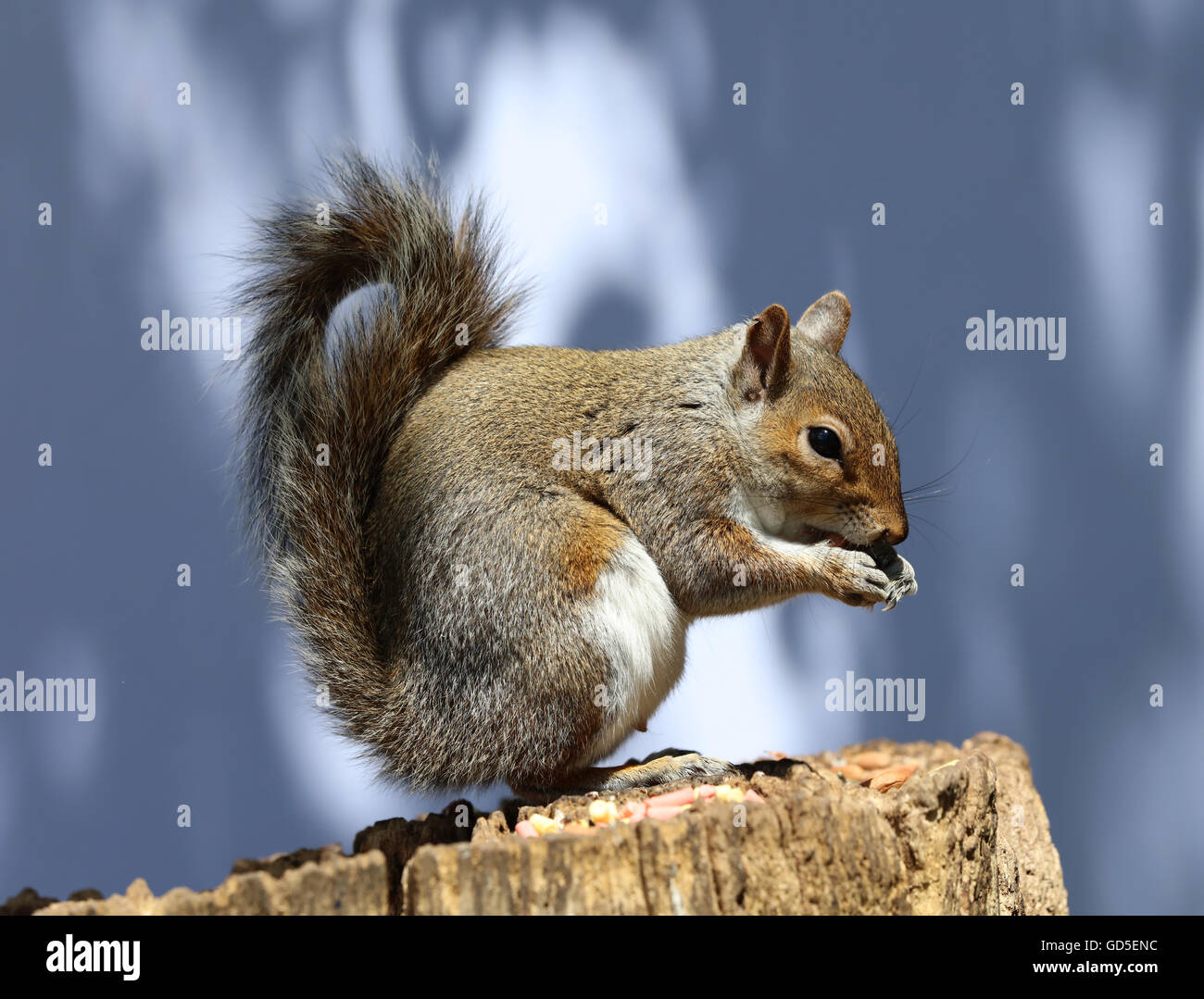 Male squirrel hi-res stock photography and images - Alamy