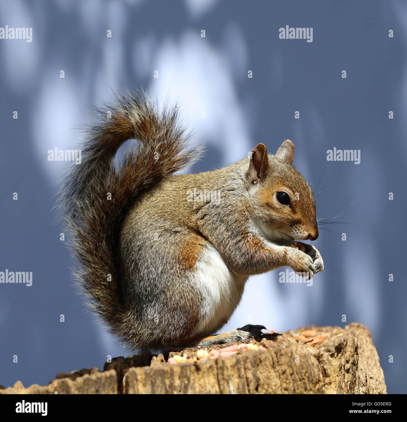 Male squirrel hi-res stock photography and images - Alamy