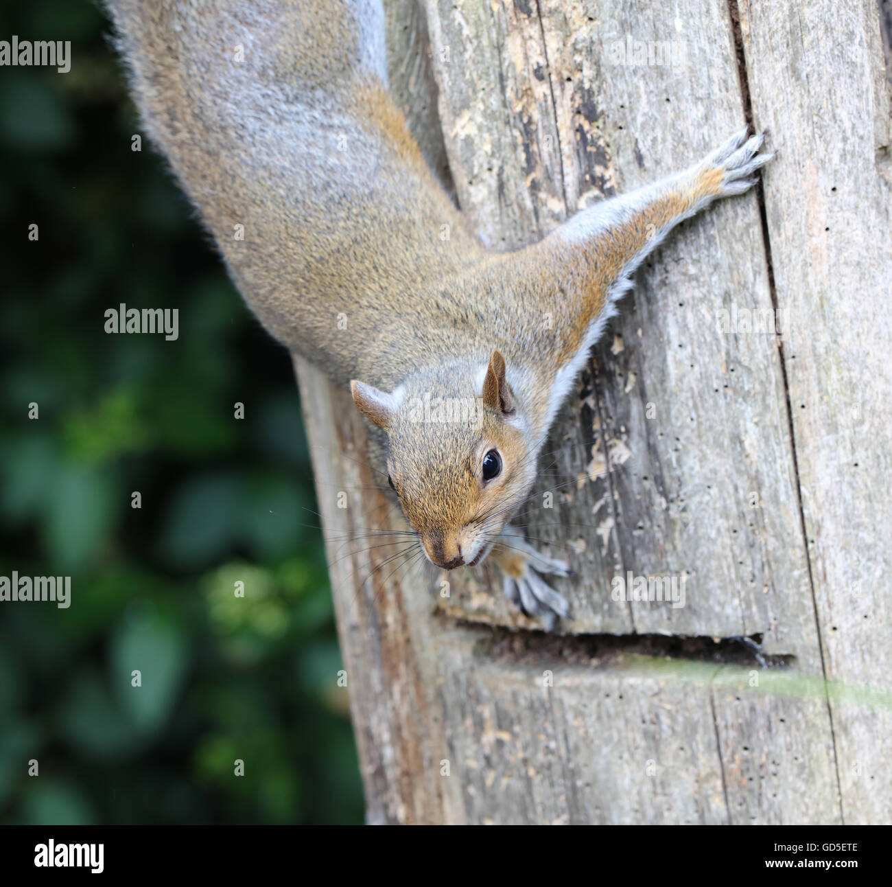 Grey squirrel climbing down tree hi-res stock photography and images ...
