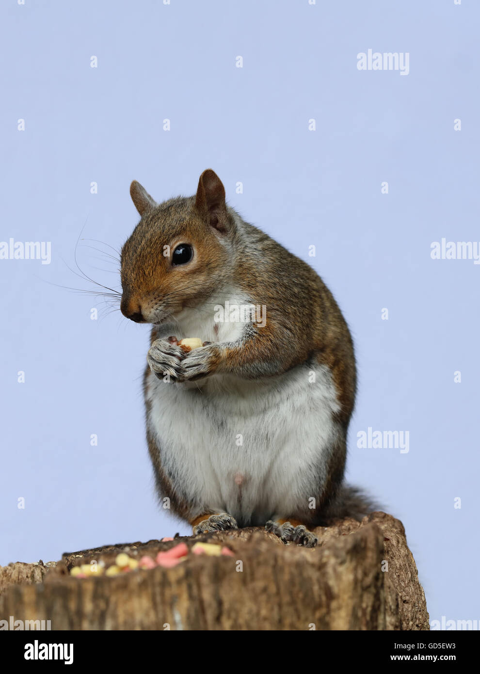 Male squirrel hi-res stock photography and images - Alamy