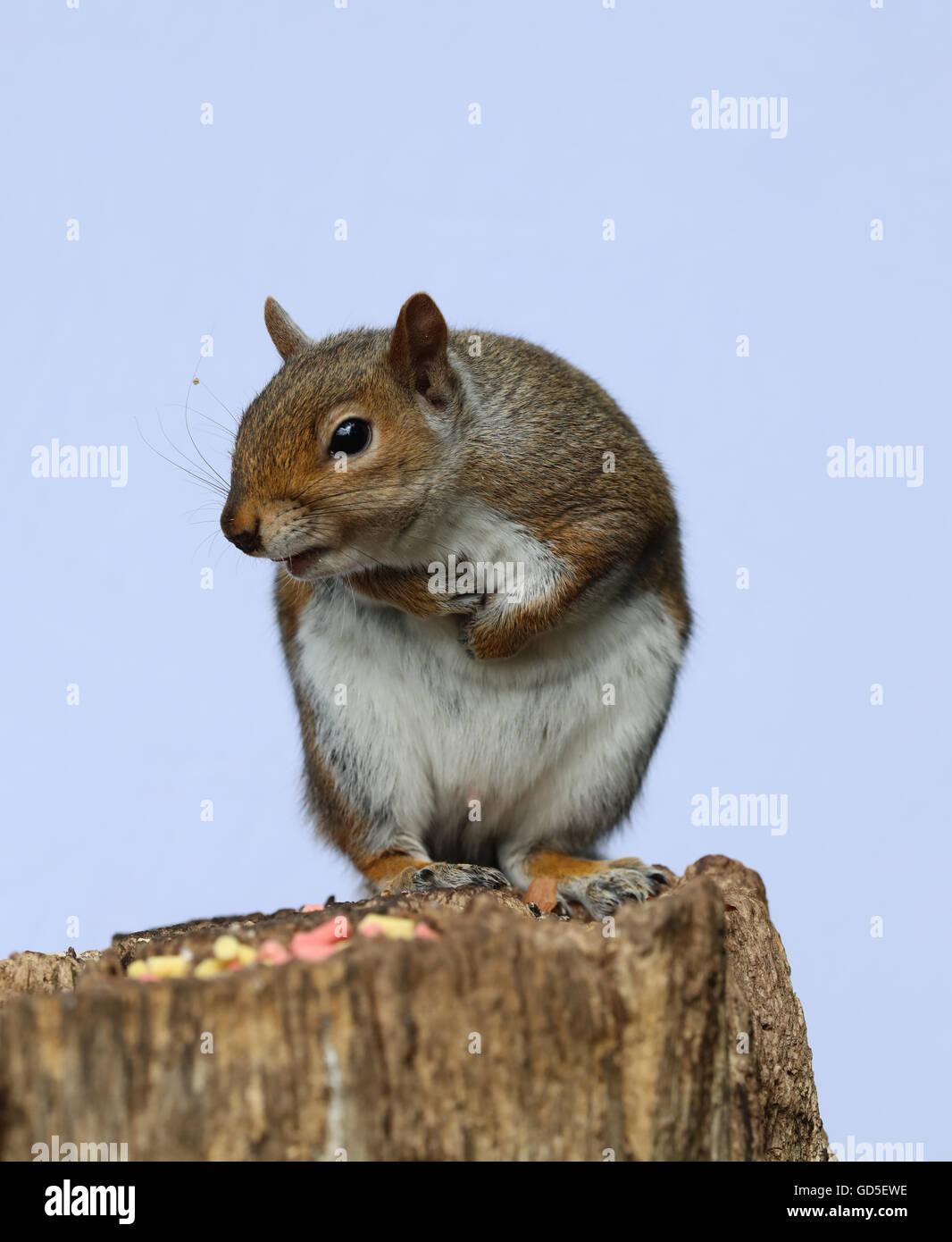 Male squirrel hi-res stock photography and images - Alamy