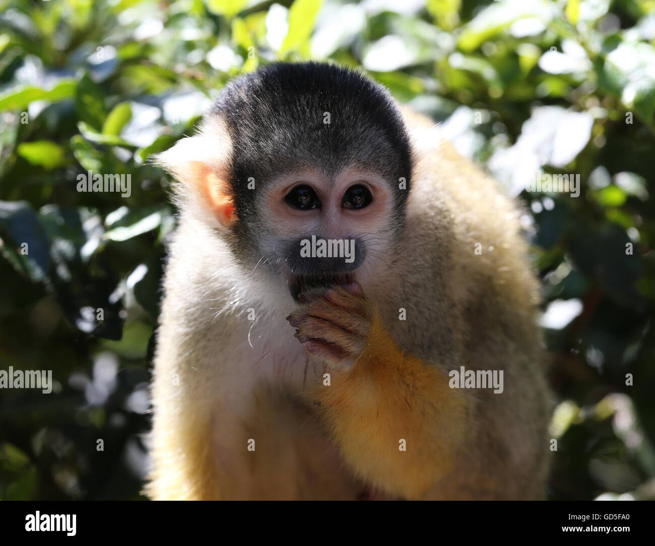 Portrait of a Squirrel Monkey Stock Photo - Alamy