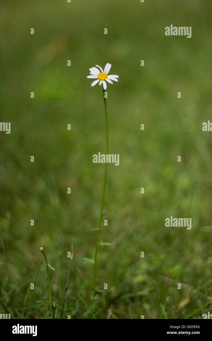 Single Daisy in Field Stock Photo - Alamy