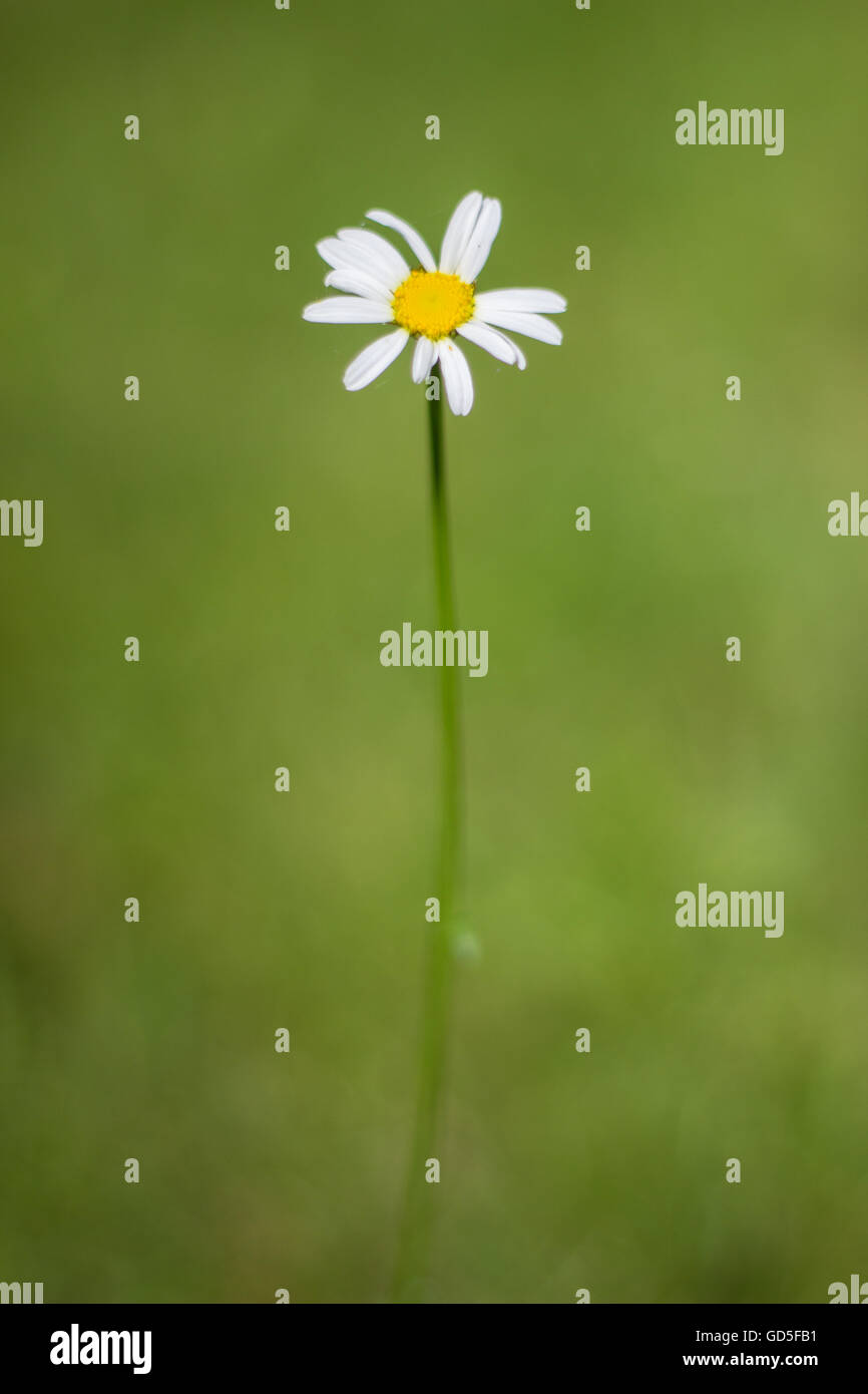 Special daisy hi-res stock photography and images - Alamy