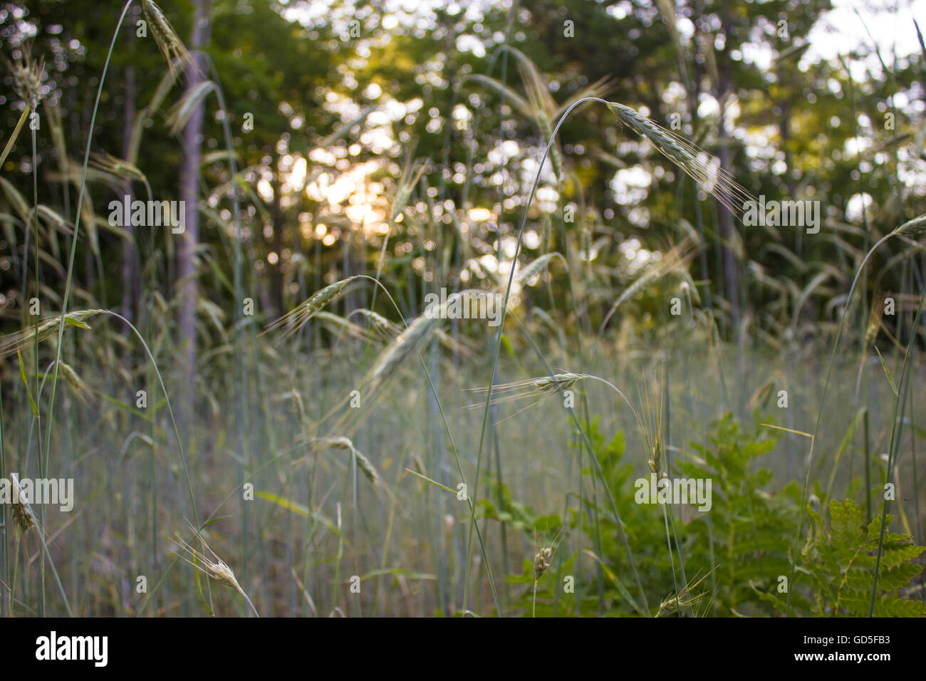 Tall Grass in Forest at Sunset Stock Photo - Alamy