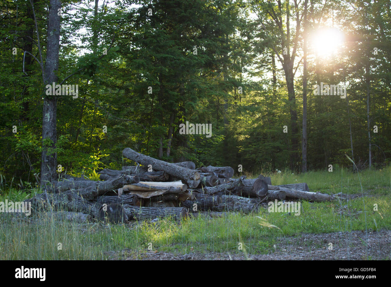 Pile of Logs in Forest Field Stock Photo - Alamy