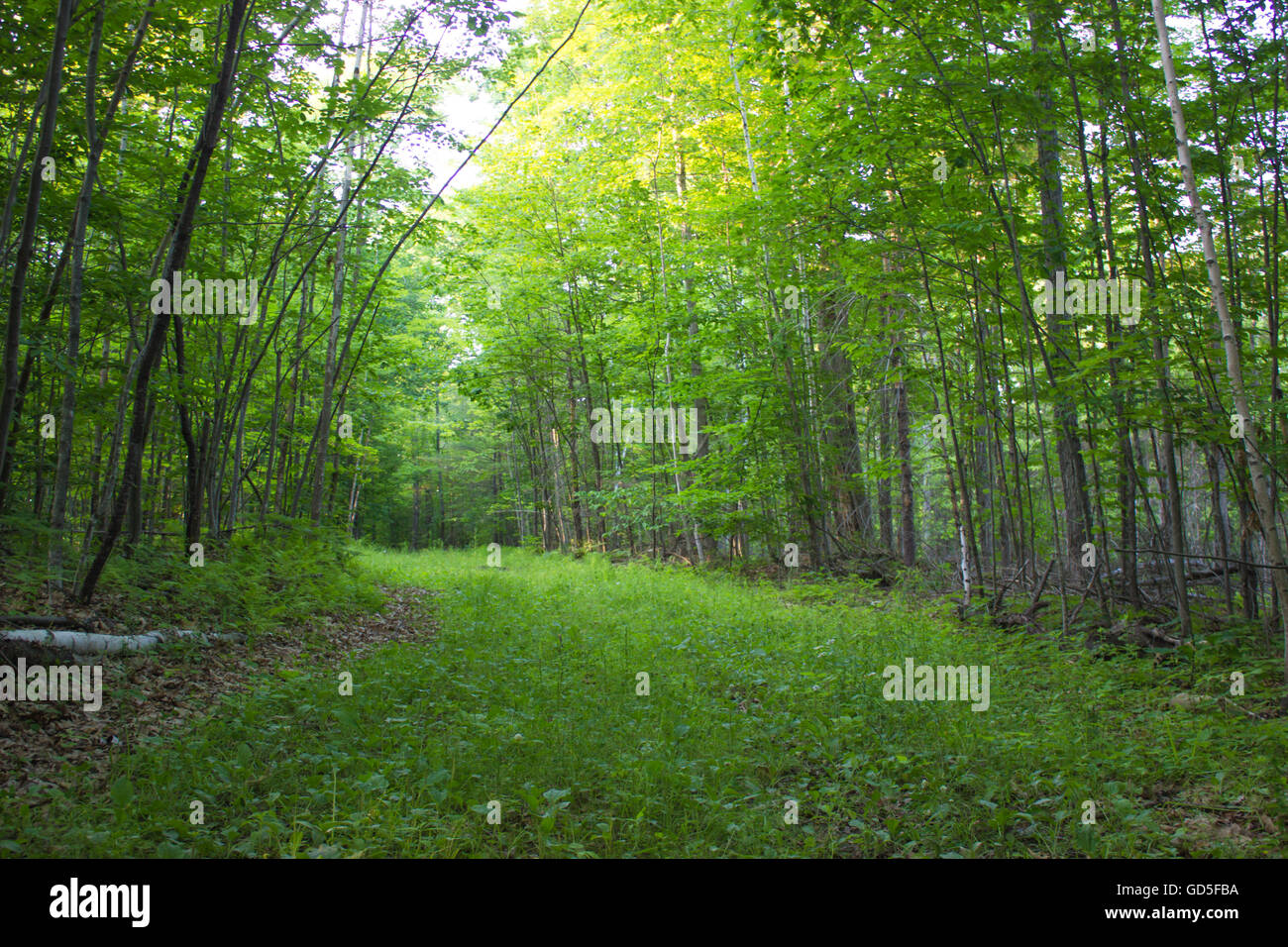 Dark Forest Path Stock Photo - Alamy