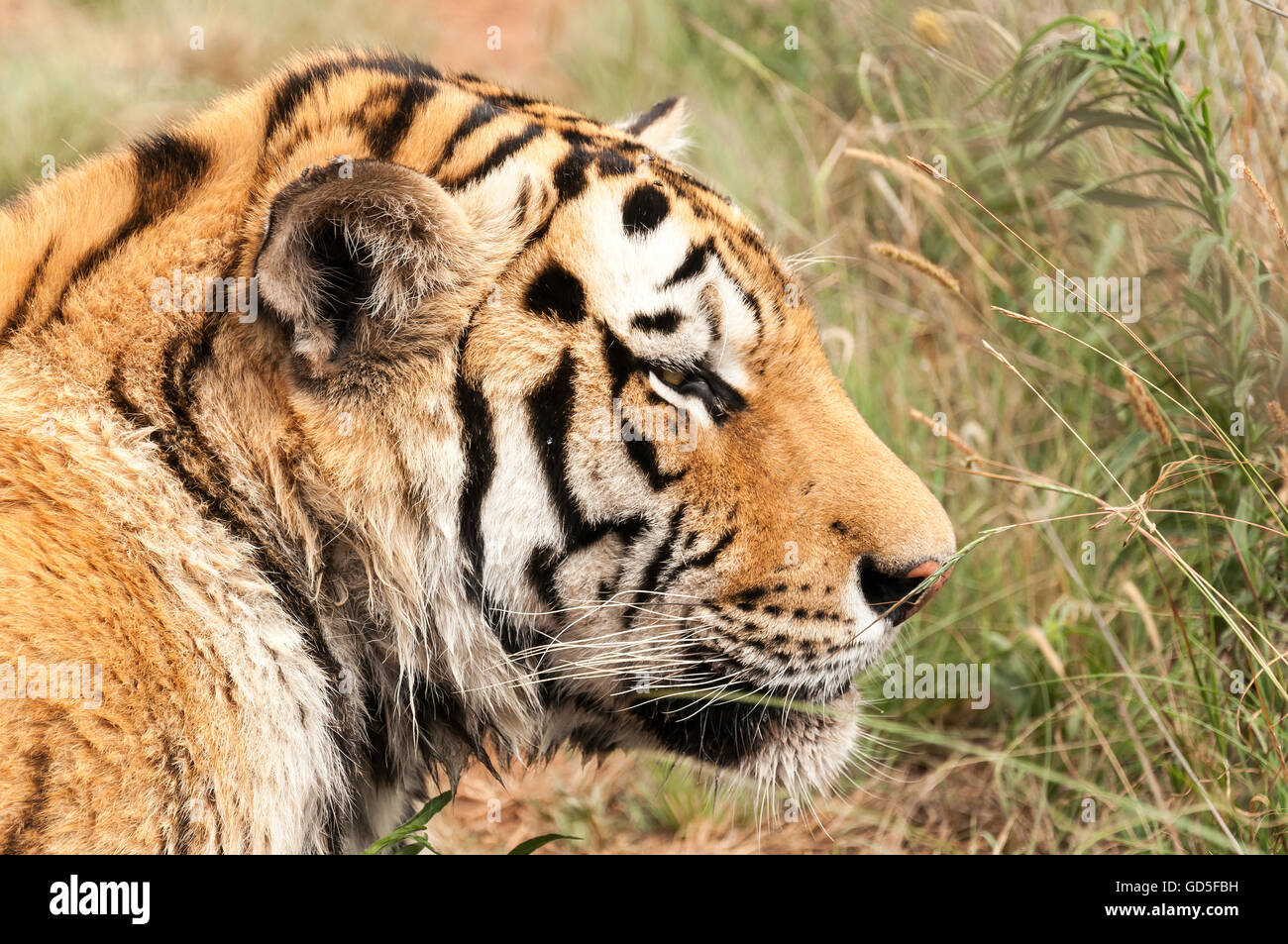 Close up of tiger head in nature reserve Stock Photo - Alamy