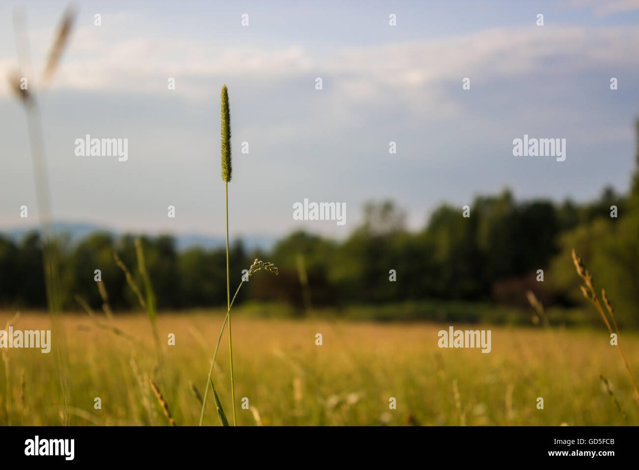 Stalk of Grass in Vast Meadow Stock Photo - Alamy