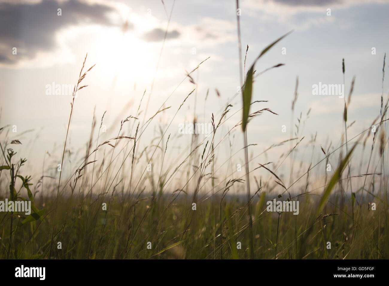 Tall grass in the sun hi-res stock photography and images - Alamy
