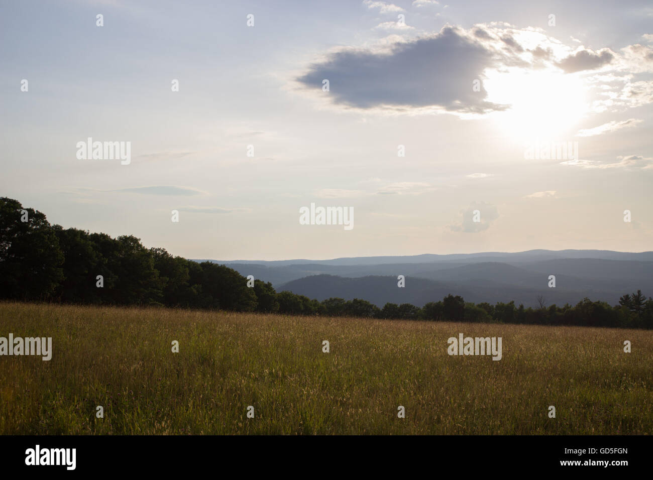 Grassy meadow trees hi-res stock photography and images - Alamy