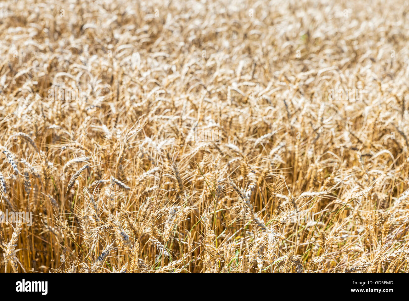 Wheat field in summer in Spain Stock Photo - Alamy
