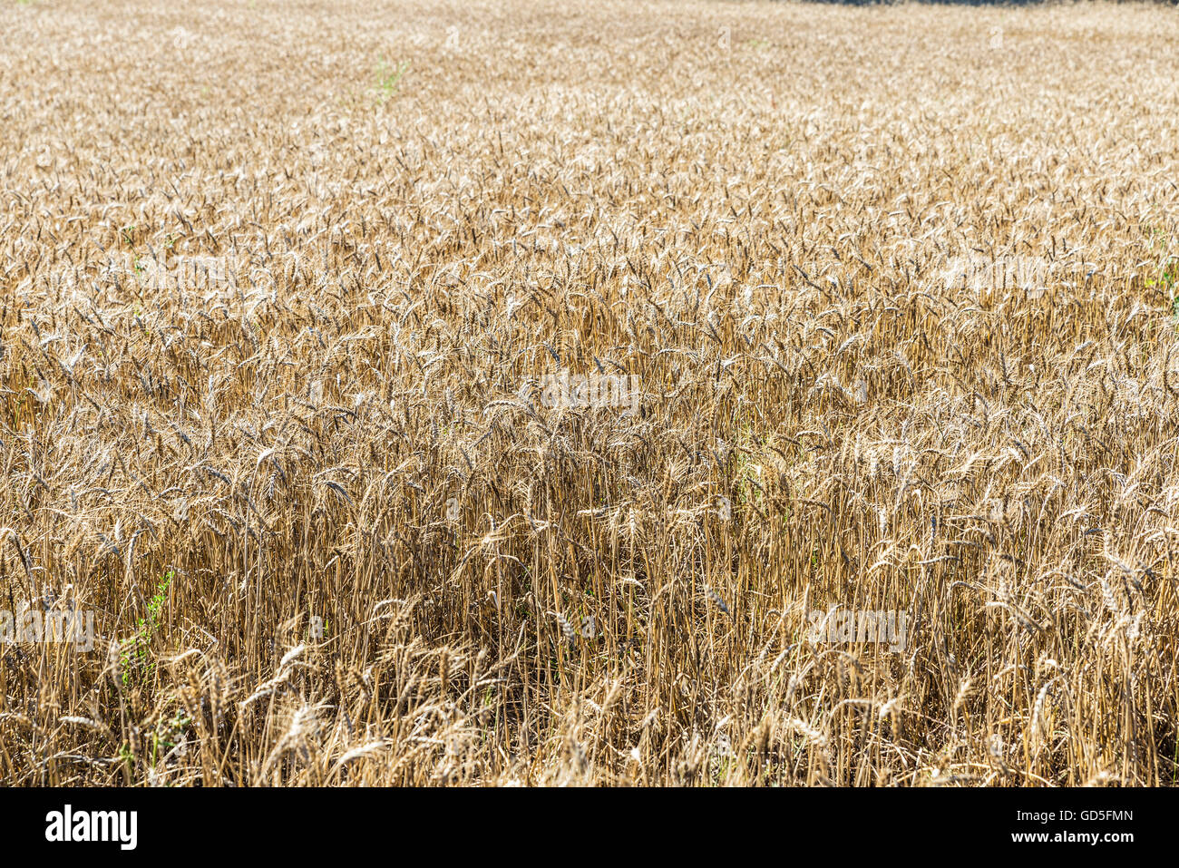 Wheat field in summer in Spain Stock Photo - Alamy