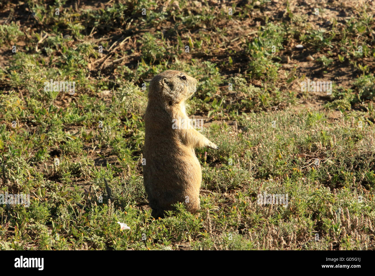 Prairie dogs in badlands hi-res stock photography and images - Alamy