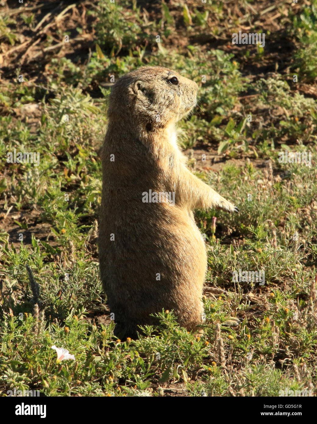 Prairie dog in the Badlands National Park, South Dakota, USA Stock ...