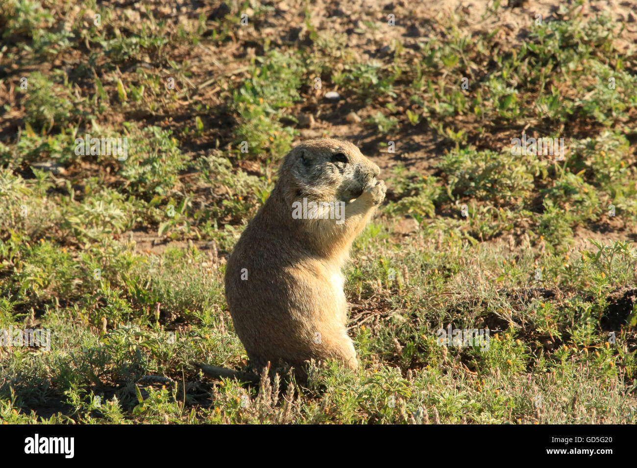 Prairie dog in the Badlands National Park, South Dakota, USA Stock ...