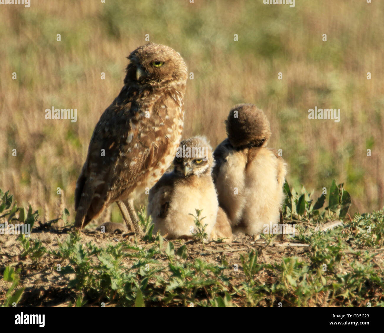Baby Burrowing Owl