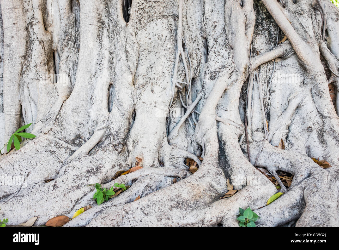 Root System Stock Photos & Root System Stock Images - Alamy