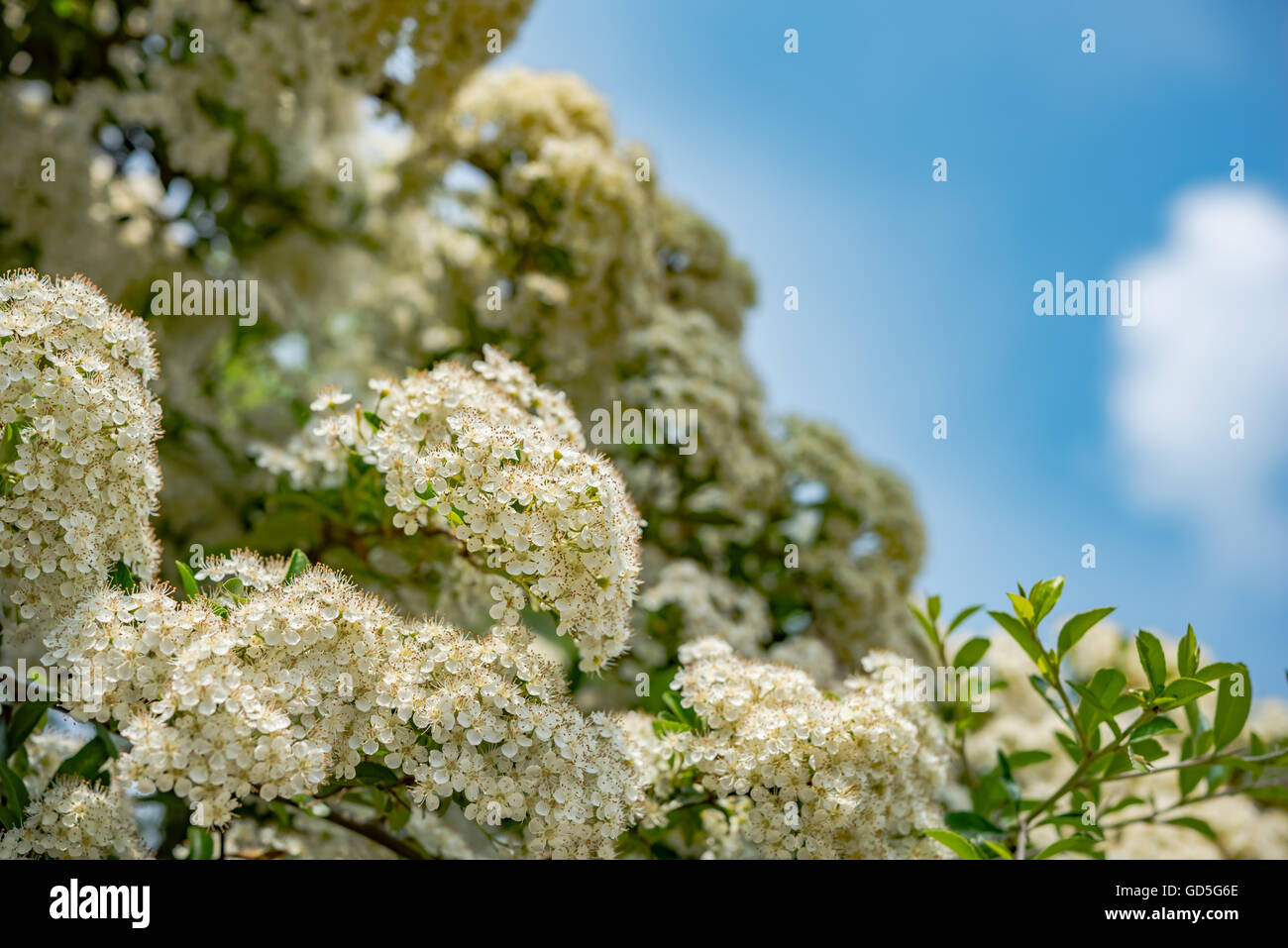 white flowers in spring Stock Photo - Alamy