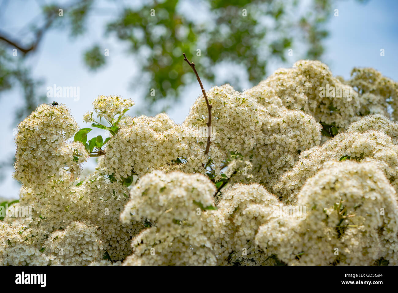 white flowers in spring Stock Photo - Alamy