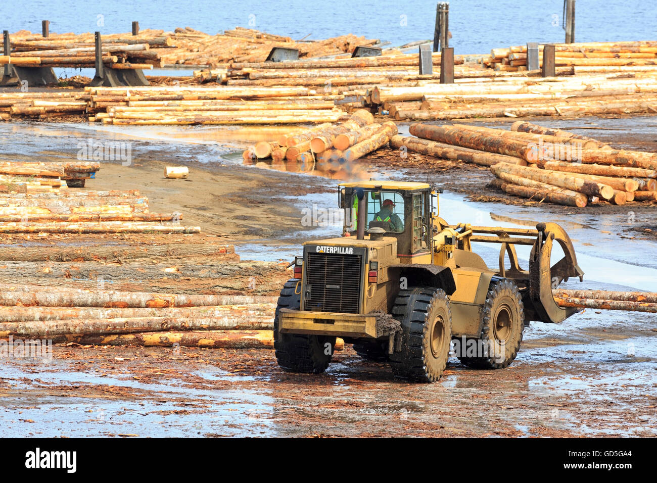 Loader sorting logs at sawmill, Ladysmith, Vancouver Island, British ...