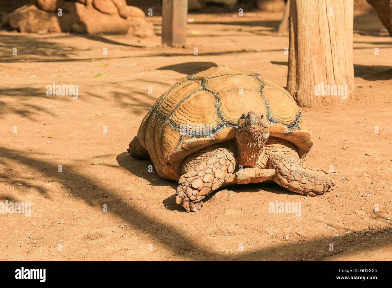 African Spurred Tortoise or Sulcata Tortoise (Geochelone sulcata Stock ...