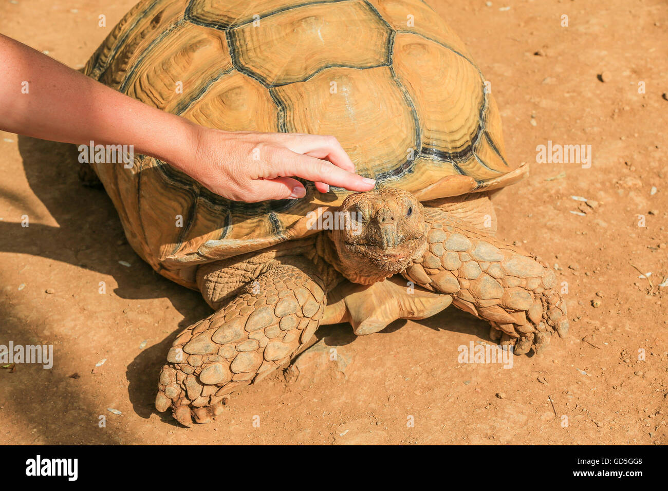Woman caring for African Spurred Tortoise or Sulcata Tortoise ...