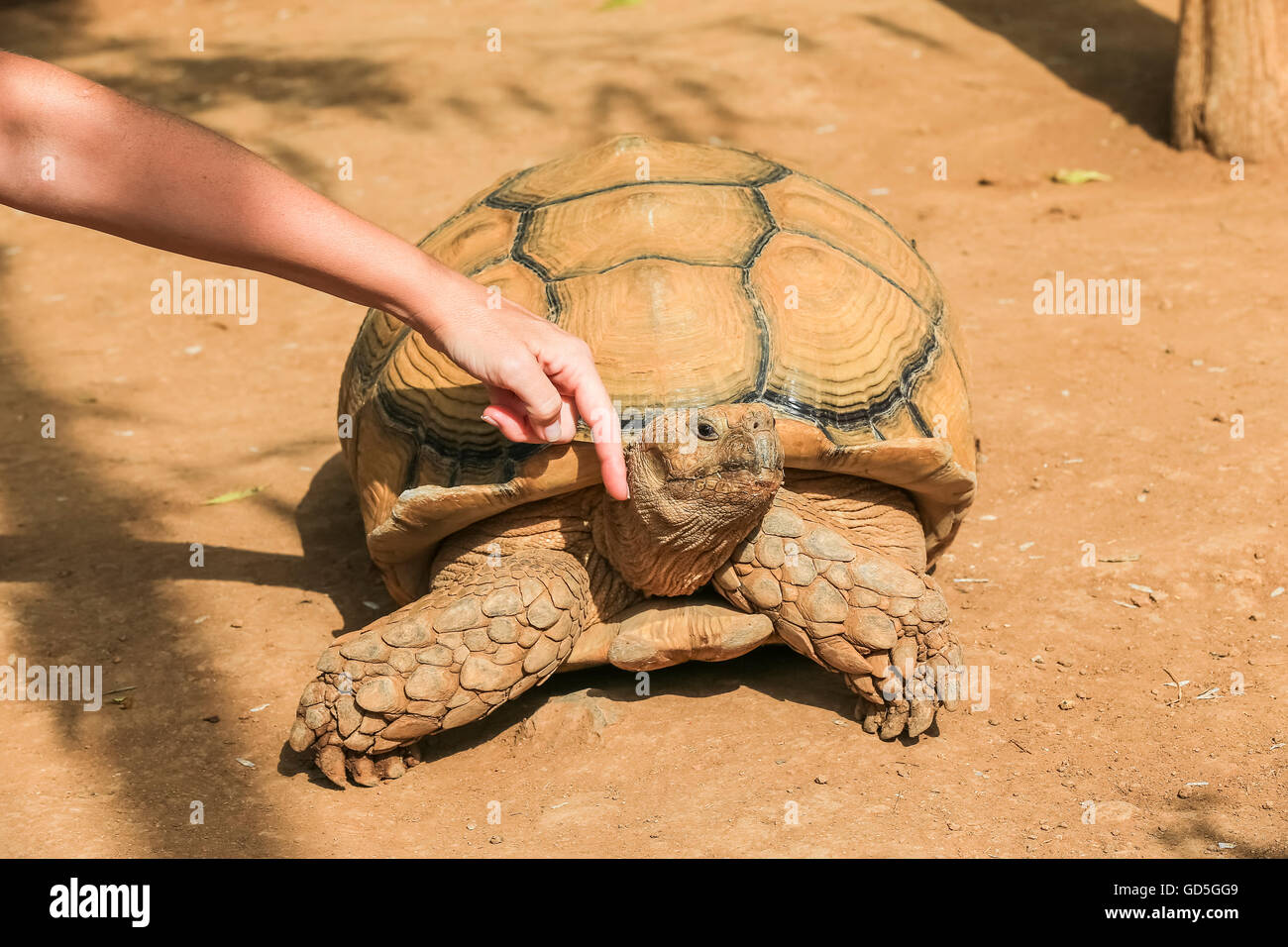 Woman caring for African Spurred Tortoise or Sulcata Tortoise ...