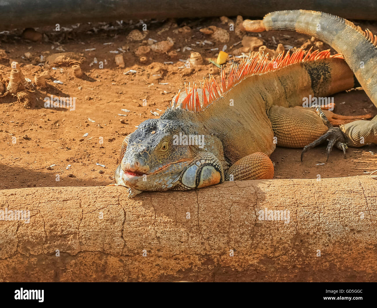 Iguana Verde lie on the sand under the sun Stock Photo - Alamy