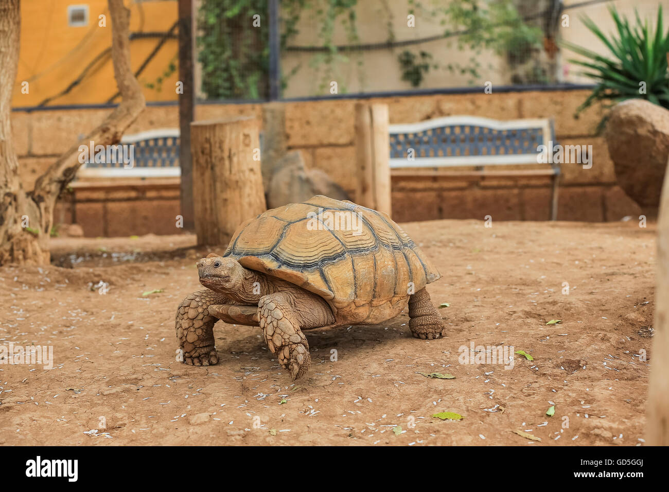 African Spurred Tortoise or Sulcata Tortoise (Geochelone sulcata Stock ...