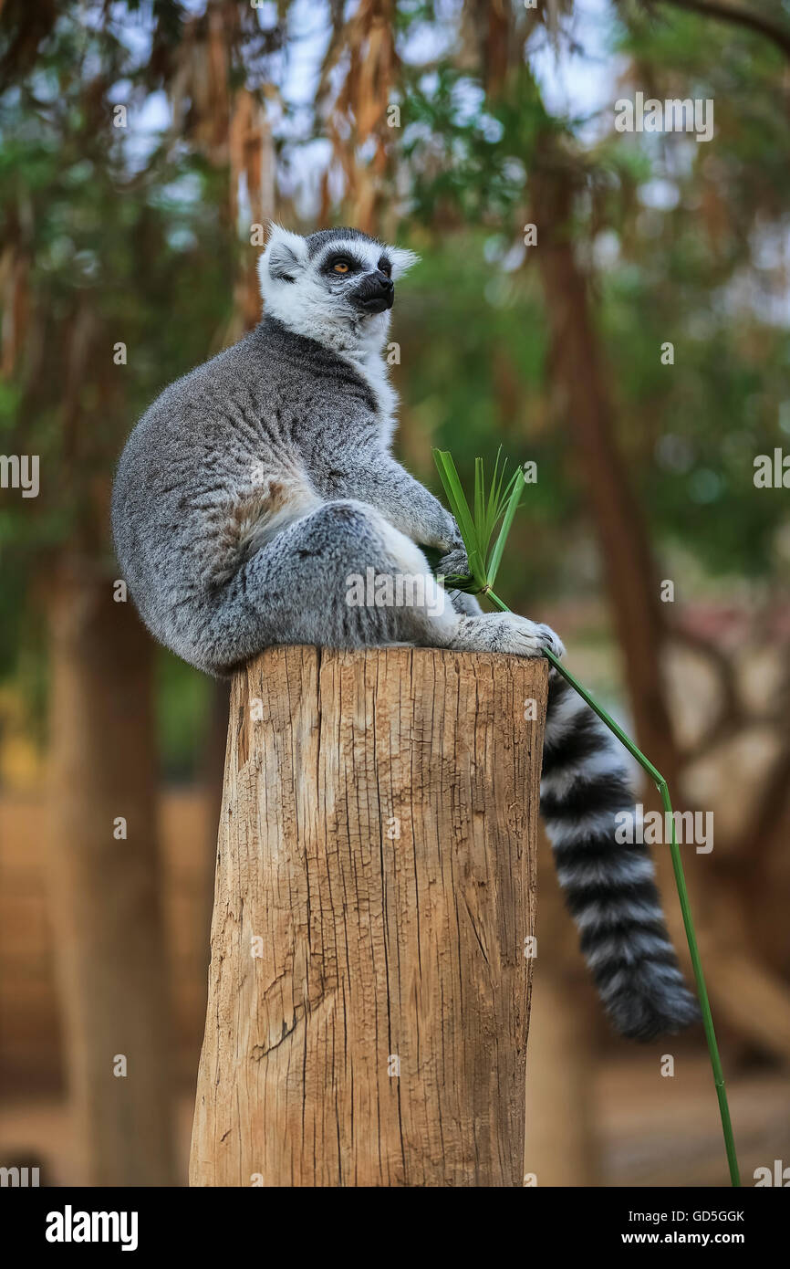 Ring-tailed Lemur (Lemur catta) with a black and white striped tail ...