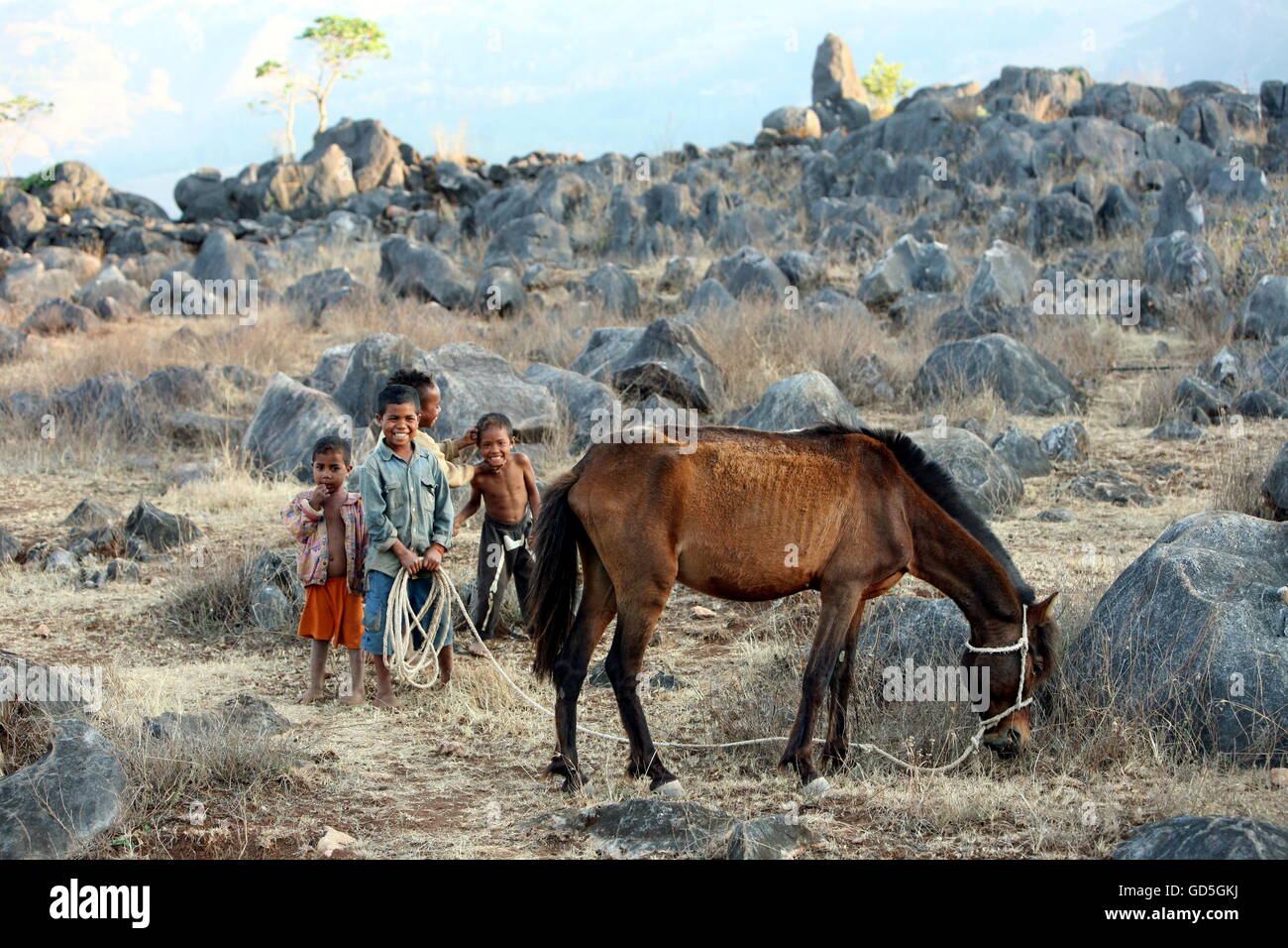 Timor horse hi-res stock photography and images - Alamy