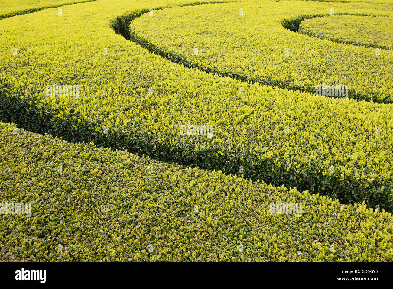 structure , hedge Stock Photo - Alamy
