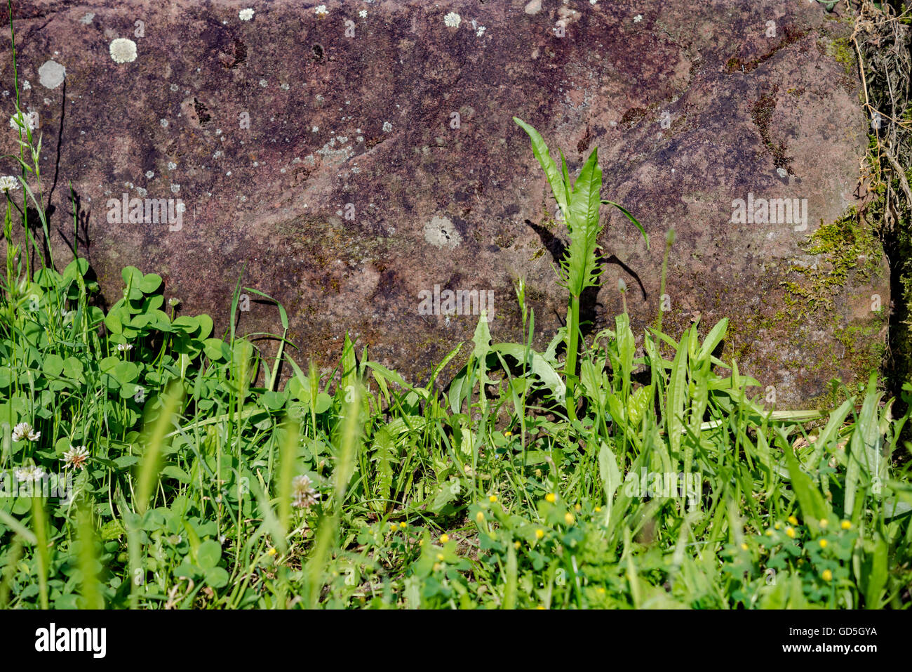 Ground stone grass texture hi-res stock photography and images - Alamy
