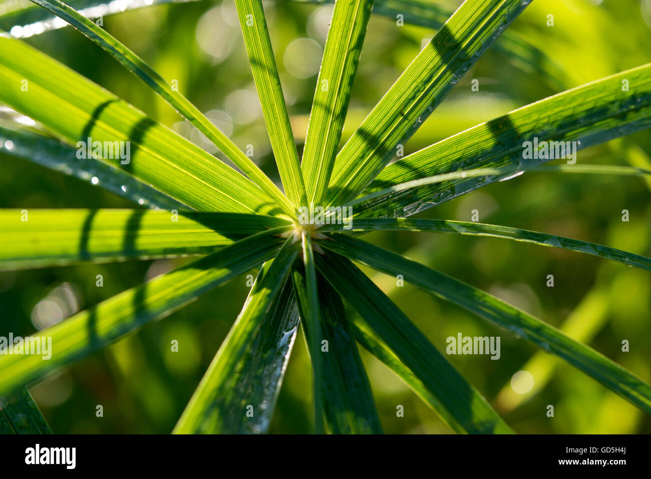 abstract star shape of green leaves Stock Photo - Alamy