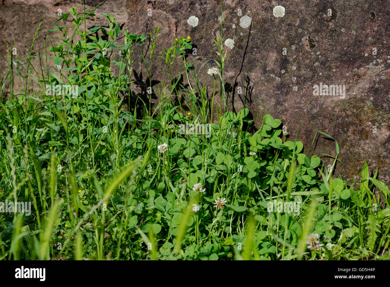 Fresh spring green grass with rock Stock Photo - Alamy