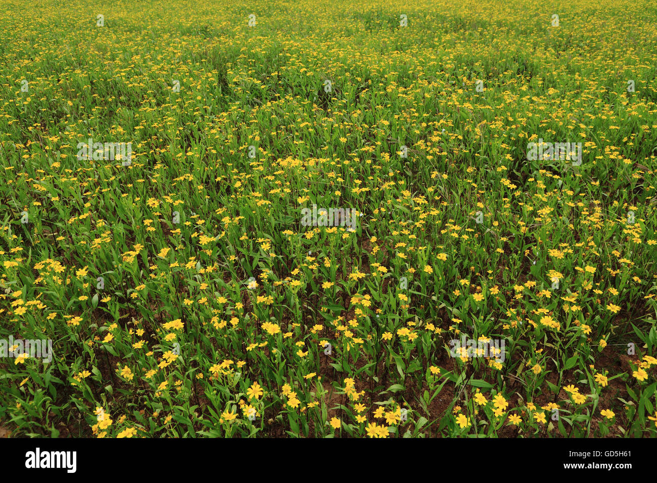 Flower fields, bastar, chhattisgarh, india, asia Stock Photo - Alamy